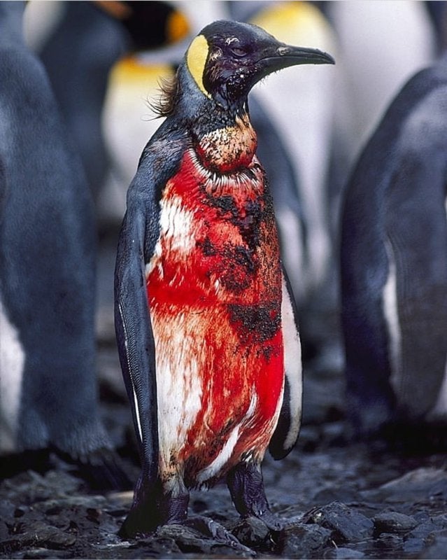 A Tale of Two Villains: Joker and The Penguin in a World Without Heroes ...